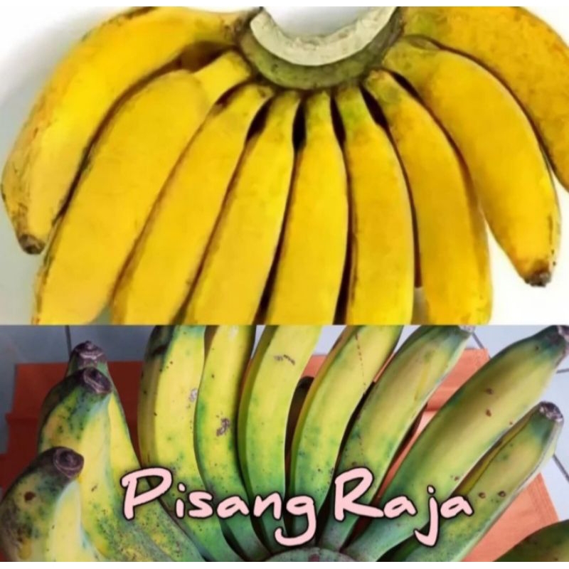 Jual pisang raja murah dan segar | Shopee Indonesia