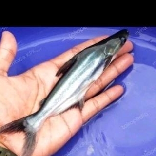 Jual Bibit Ikan Patin Size 13-15cm | Shopee Indonesia