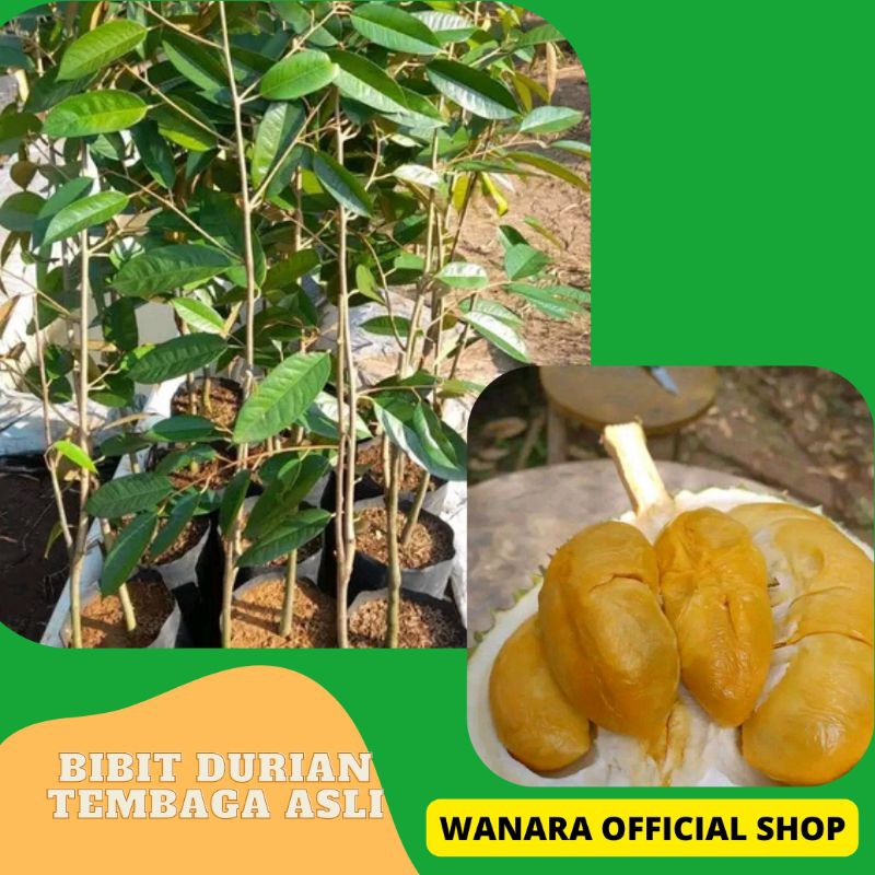 Jual Bibit Durian Super Tembaga Asli | Shopee Indonesia