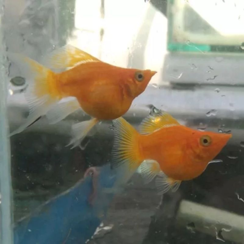 Jual Semua jenis ikan hias air tawar, ikan warna warni / glowpish tetra ...