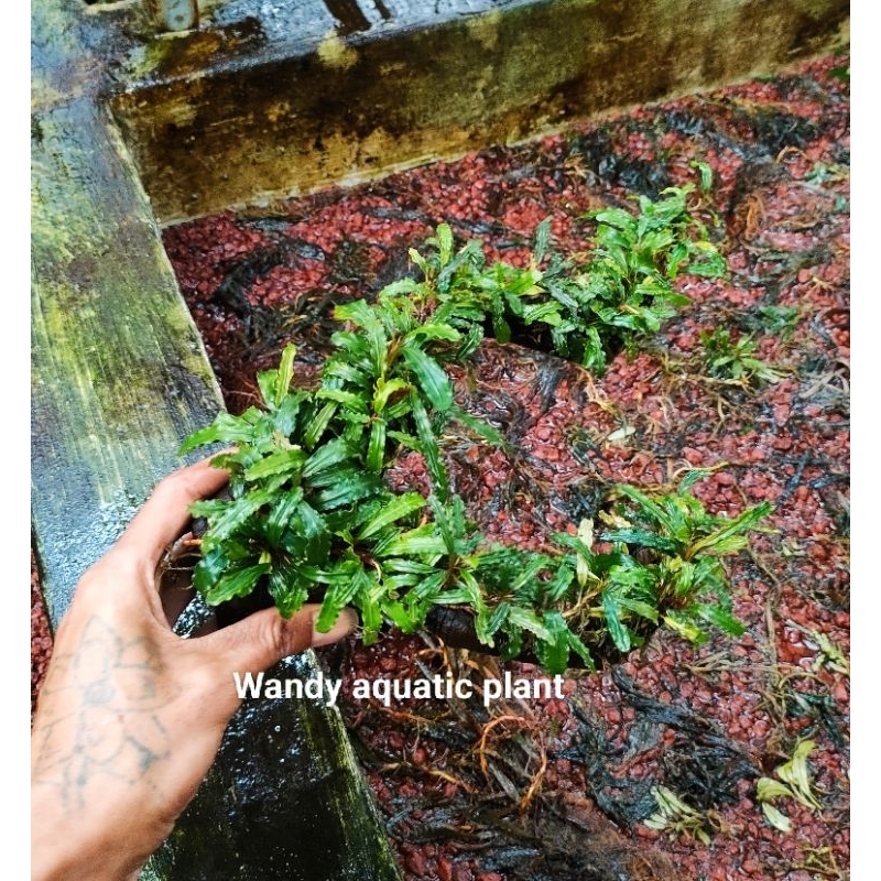 Jual Buce media akar ranting aquascape | Shopee Indonesia