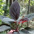 Jual tanaman hias homalomena red erubescens jumbo | Shopee Indonesia