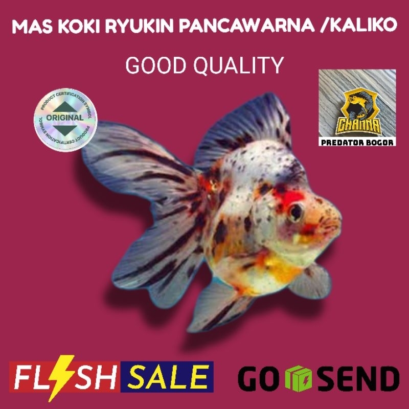 Jual ikan mas koki ryukin pancawarna/kaliko 10-12cm hiasan aquarium ...