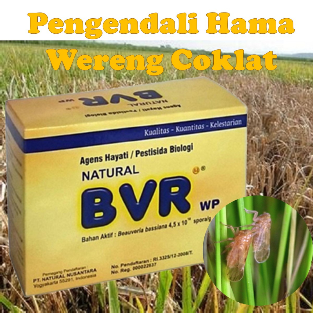 Jual Pengendali Hayati Hama Wereng Coklat 100 gram | Shopee Indonesia