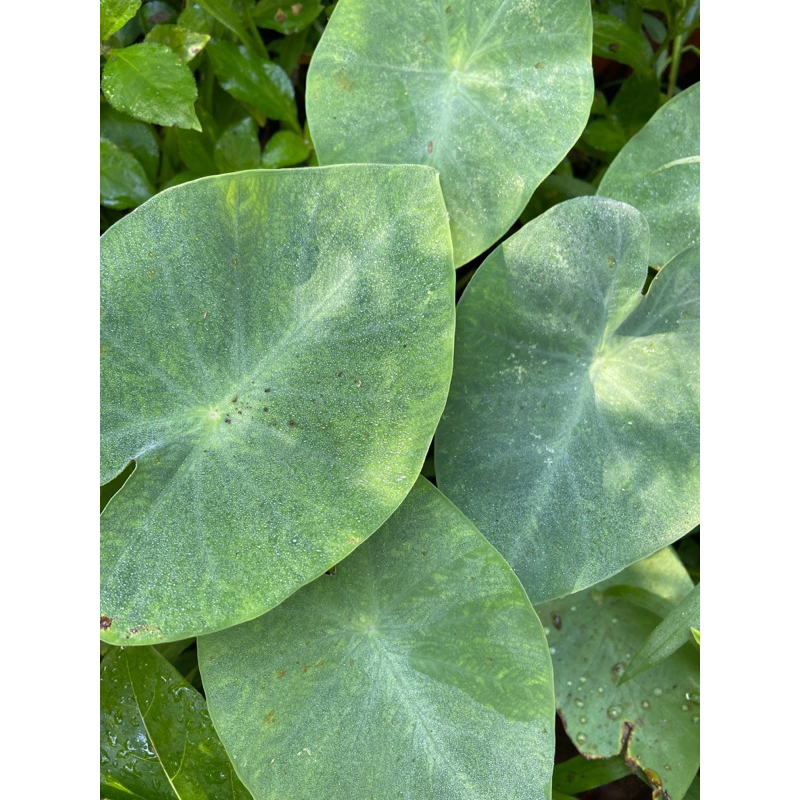 Jual Daun talas liar daun talas hutan segar 1 kg-az | Shopee Indonesia