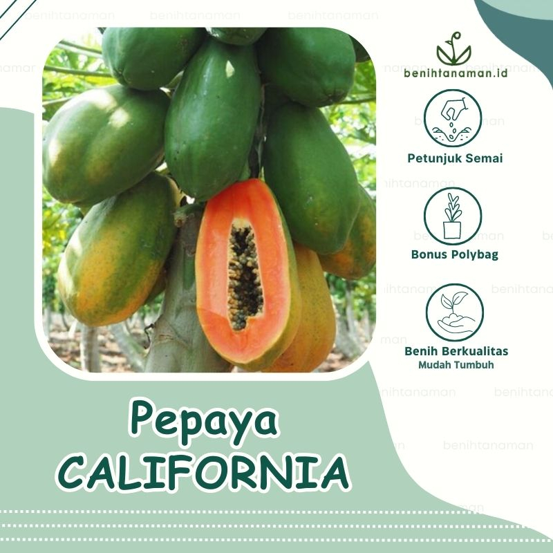 Jual 3 Biji - Benih Pepaya California Calina IPB | Shopee Indonesia