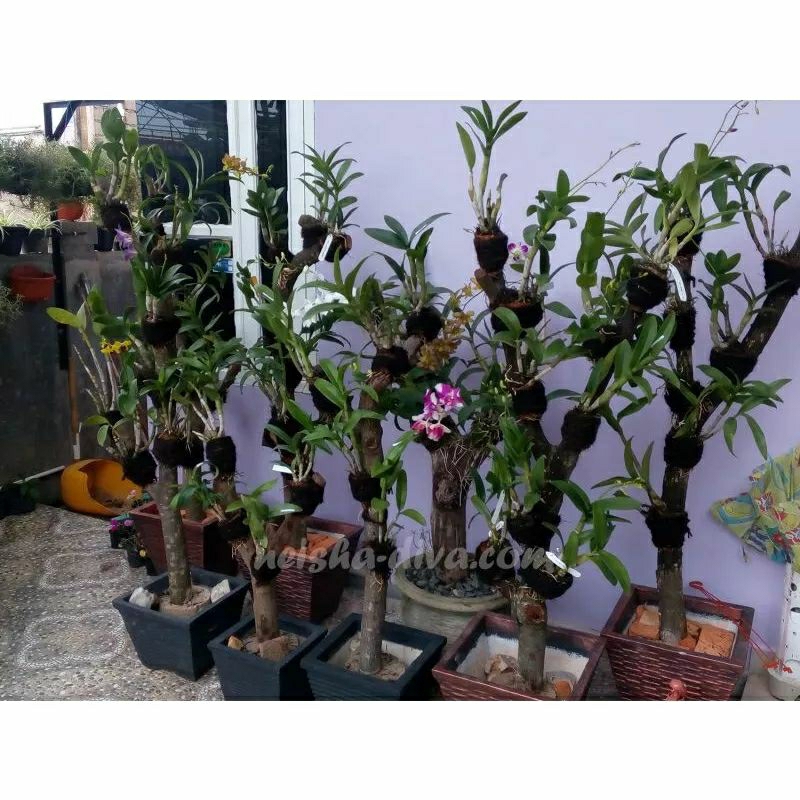Jual kayu kopi bercabang 2 media tanam anggrek tinggi 1 Meter | Shopee ...
