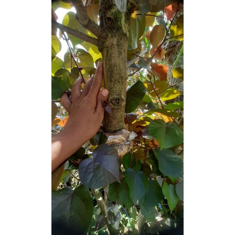 Jual bahan bonsai waru merah super red besar / waru merah super red ...