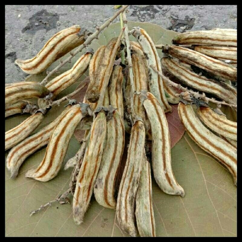 Jual Original* Benih Biji Rawe Gatal isi 30 , Murah , bibit rawe rawe ...