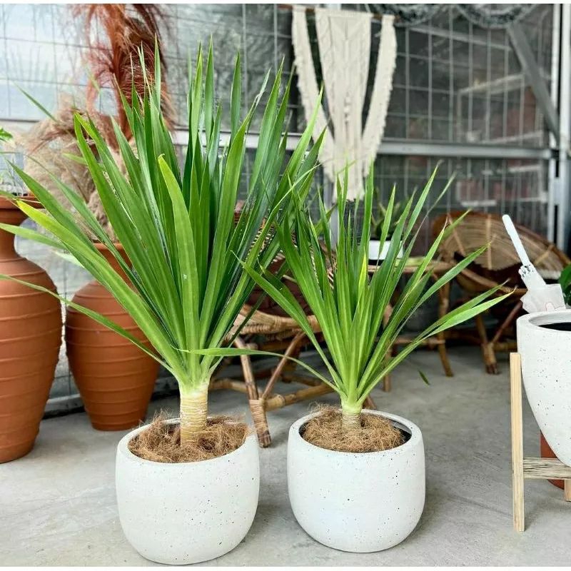 Jual Tanaman pandan bali ukuran besar | Shopee Indonesia