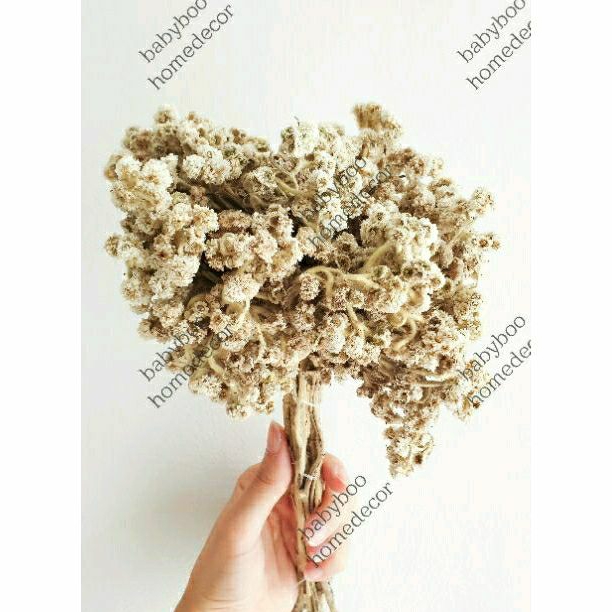 Jual 1 ikat bunga edelweiss dried flower kering edelweis edelwais ...