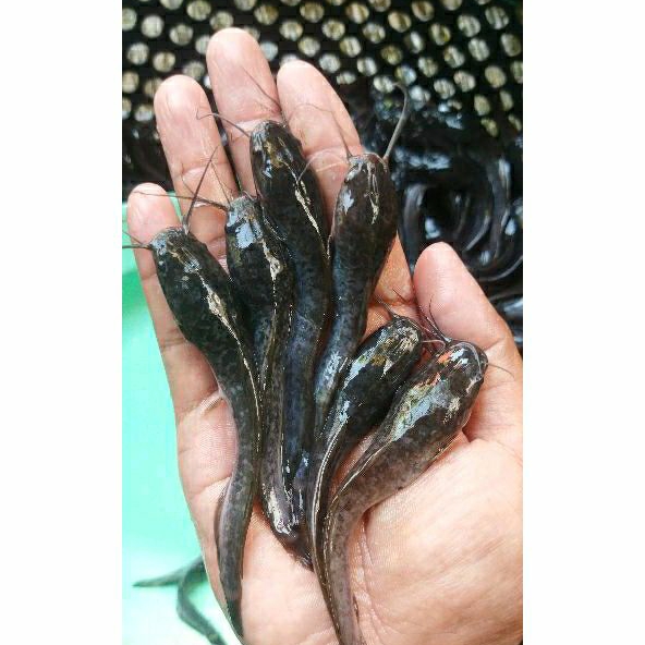 Jual Bibit Lele Mutiara Super UK 9-10cm (Siap Tebar Kolam) | Shopee ...