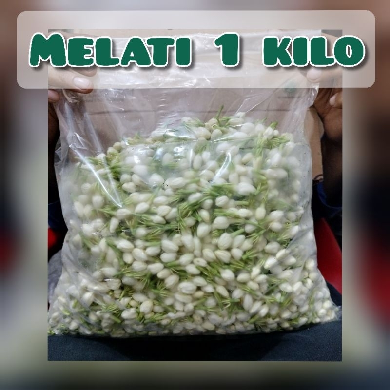 Jual Bunga Melati Putih ronce 1 Kg kembang tabur wangi dan segar ...