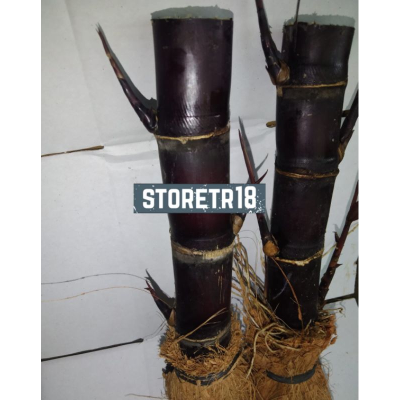 Jual Bibit Tebu Ireng Tebu Hitam Tebu Wulung Paket 1 Batang | Shopee ...