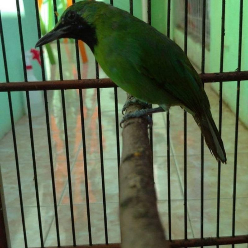 Jual burung cucak ijo mini jantan rawatan | Shopee Indonesia