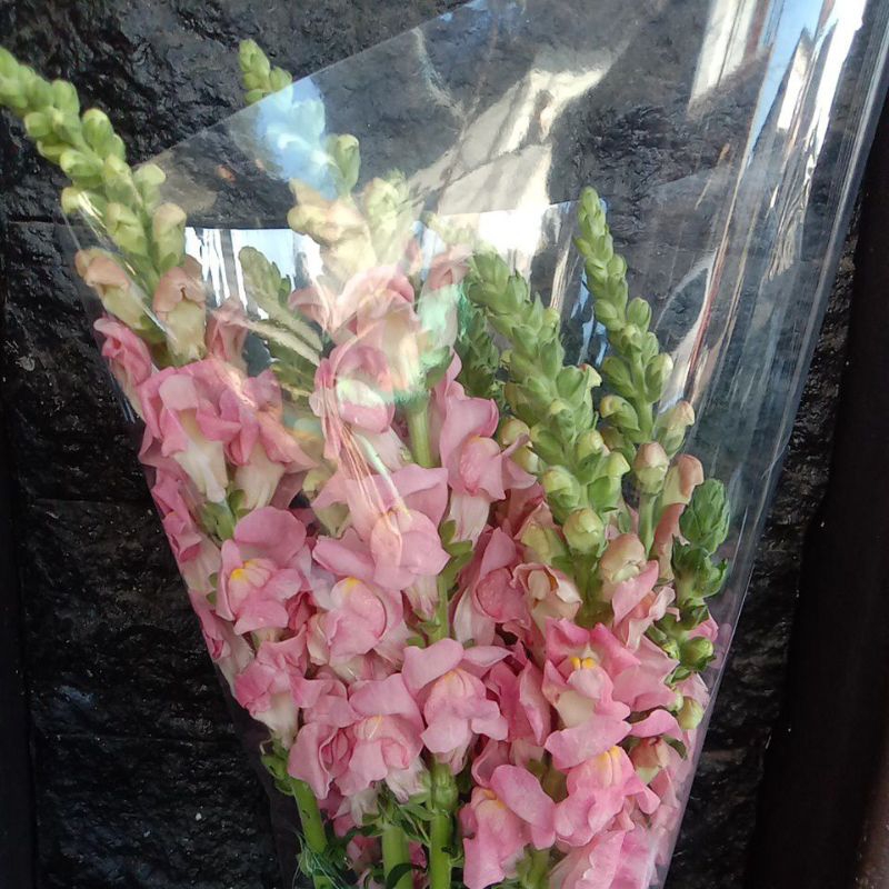 Jual Bunga Snapdragon pink isi 10 tangkai | Shopee Indonesia