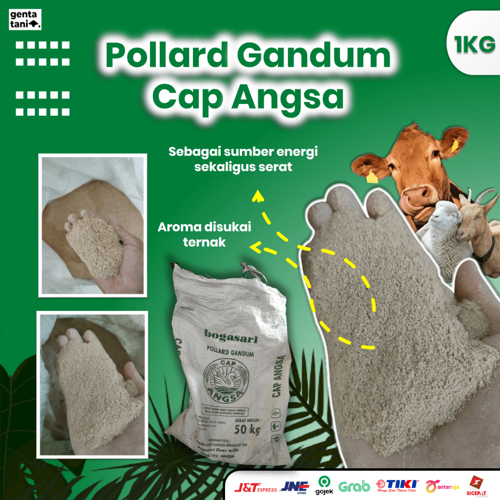 Jual Pollard Gandum Cap Angsa 1 KG, Pakan Ternak Konsentrat | Shopee ...