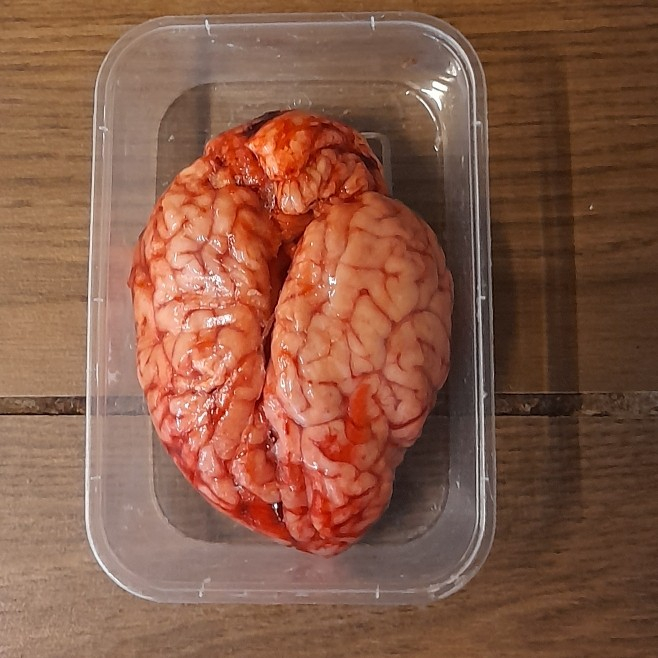 Jual Otak Sapi Lokal | Shopee Indonesia