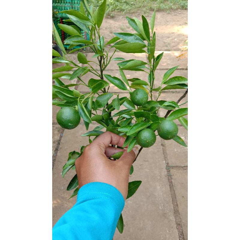 Jual Bibit Jeruk Nipis Okulasi // Jeruk Pecel Mata Tempel ukuran 50 cm ...