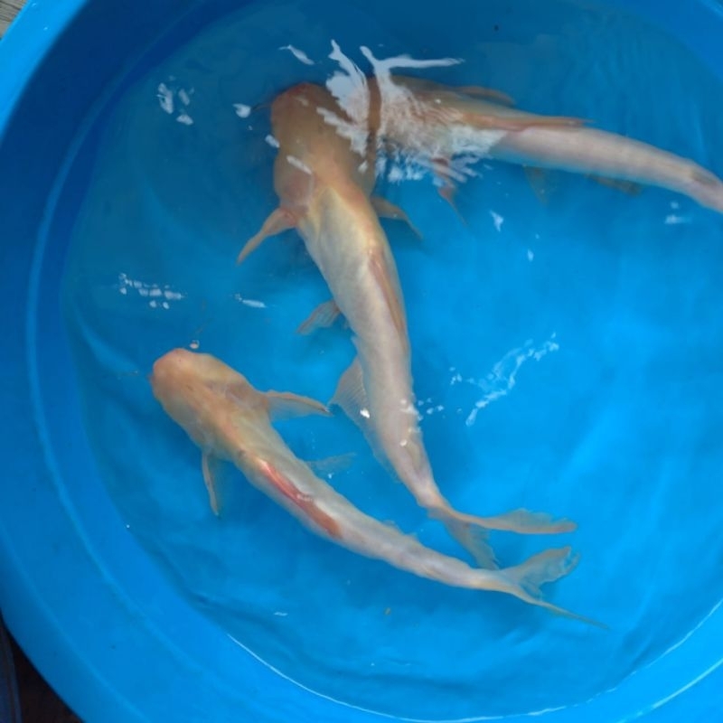 Jual Bibit ikan patin albino size 15-20 cm | Shopee Indonesia