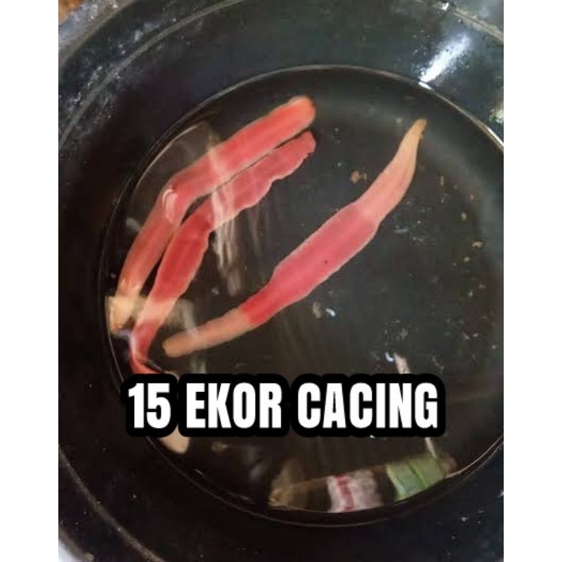 Jual Cacing klelet / Lengki / Abangan | Shopee Indonesia