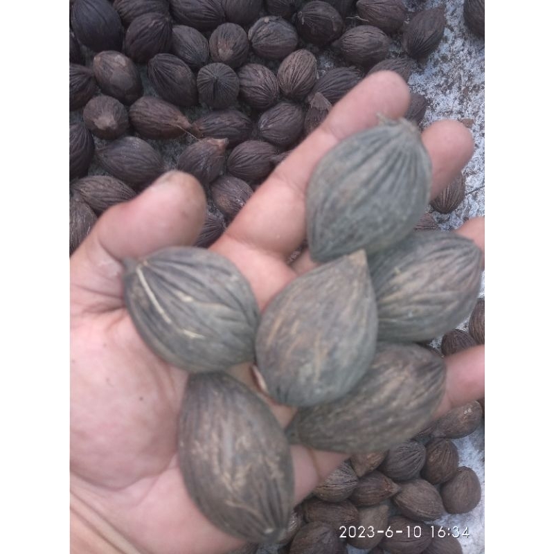 Jual BIJI / BUAH PALEM KERING BAHAN KERAJINAN TANGAN BUKAN UNTUK BIBIT ...