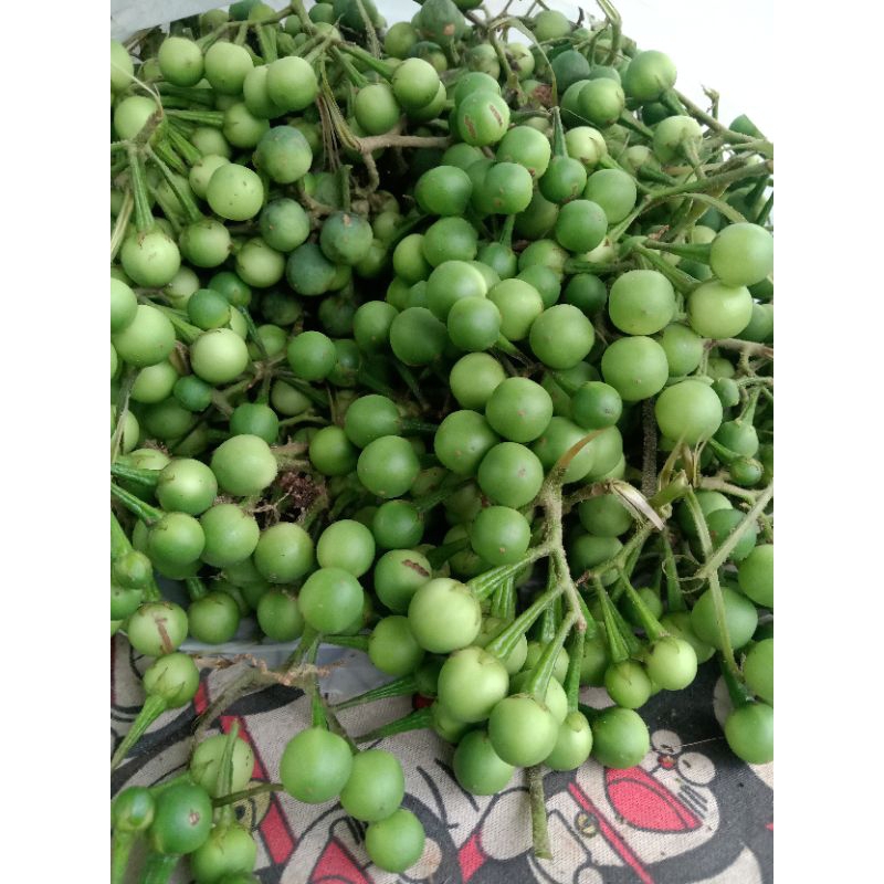 Jual Buah Takokak Buah Cepokak muda segar 1kg | Shopee Indonesia