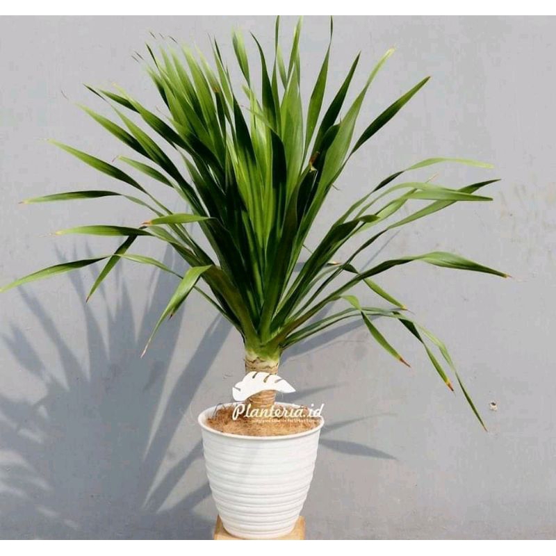 Jual Pandan Bali Tanaman hias outdoor ukuran besar | Shopee Indonesia