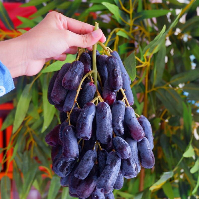 Jual Anggur Sapphire 1pack | Shopee Indonesia