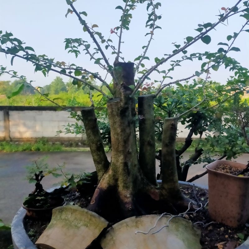 Jual bahan bonsai rukem pucuk merah | Shopee Indonesia