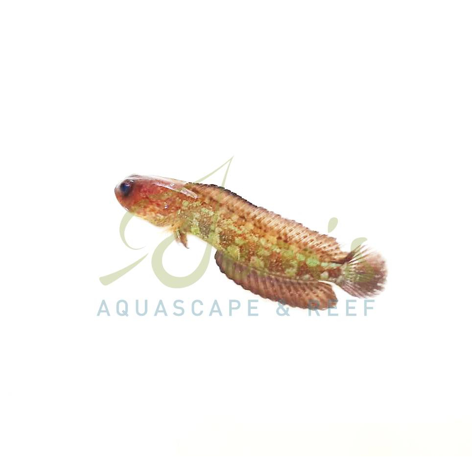 Jual Ikan Air Laut Jawfish Batik / Channa Laut (Red Headed Jawfish ...