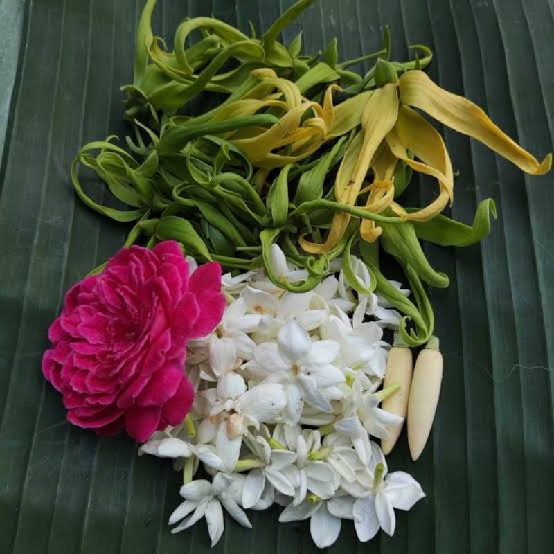 Jual BUNGA SEGAR KEMBANG KUM KUM | Shopee Indonesia