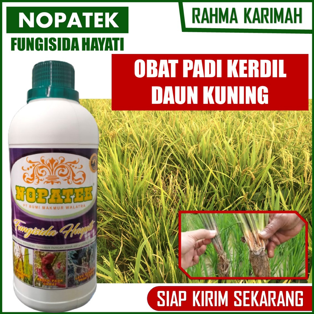 Jual 500 ML Nopatek Obat Padi Kerdil Kuning - Obat Padi Daun Kuning Kerdil - Obat Fungisida Padi ...
