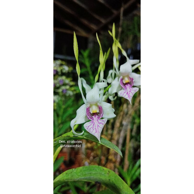 Jual Anggrek dendrobium stratiotes | Shopee Indonesia