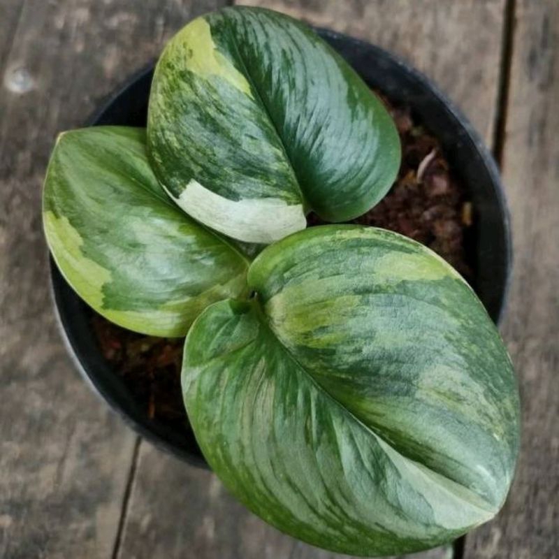 Jual Tanaman Hias Scindapsus Rubicon/ Sc.Moonlight Galaxy Variegata ...