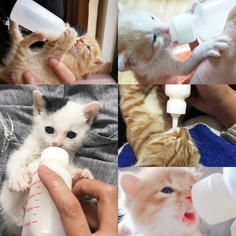 Jual DOT KUCING BAYI BARU LAHIR BOTOL DOT KUCING, ANJING, TUPAI ...