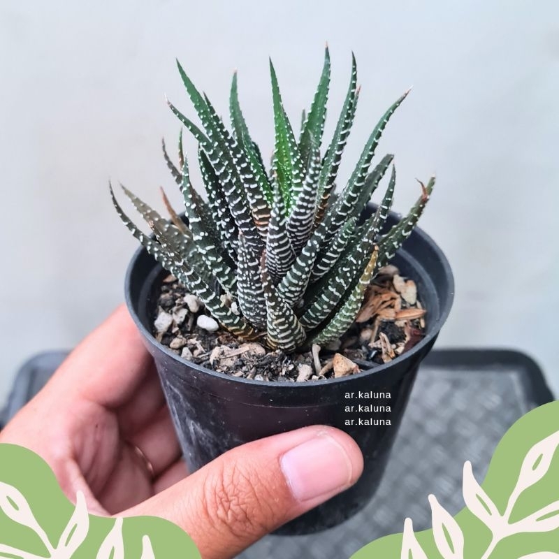 Jual Haworthia Fasciata ' Zebra ' sukulen kaktus tanaman hidup | Shopee ...