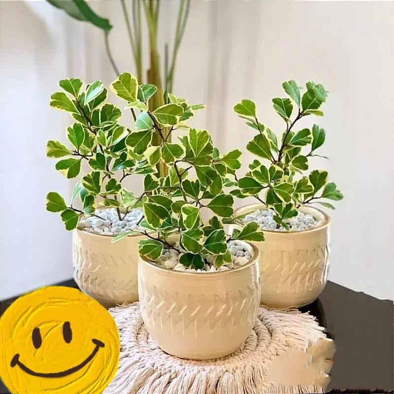 Jual Tanaman Hias Ficus Butterfly Beringin Kupu Kupu Variegata Rimbun ...