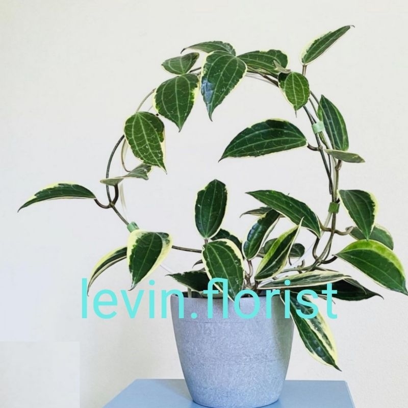 Jual Hoya macrophylla variegata varigata / bibit tanaman hias bunga ...