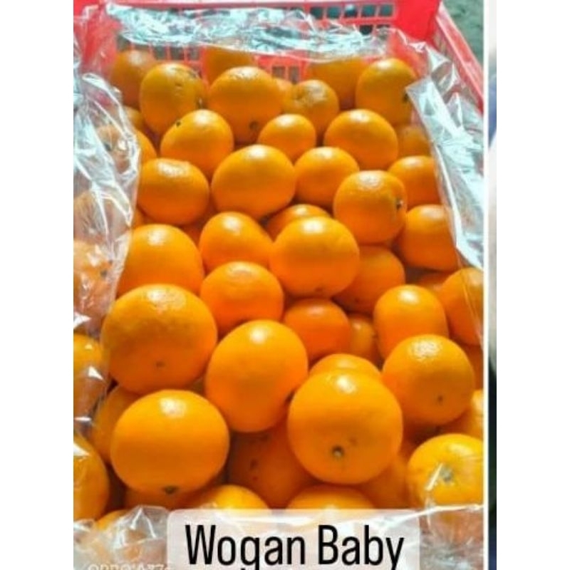 Jual jeruk wogan baby 800 gram | Shopee Indonesia