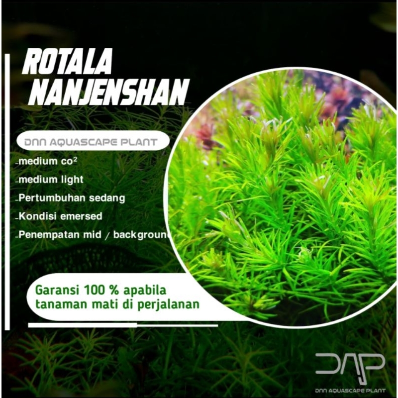 Jual Rotala nanjenshan tanaman aquascape stemp plant | Shopee Indonesia