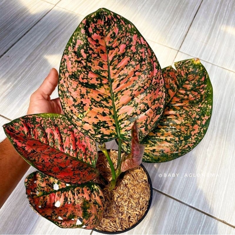 Jual Aglaonema Ruby Kura / Aglonema Rubi Kura / Aglonema Ruby Kura ...