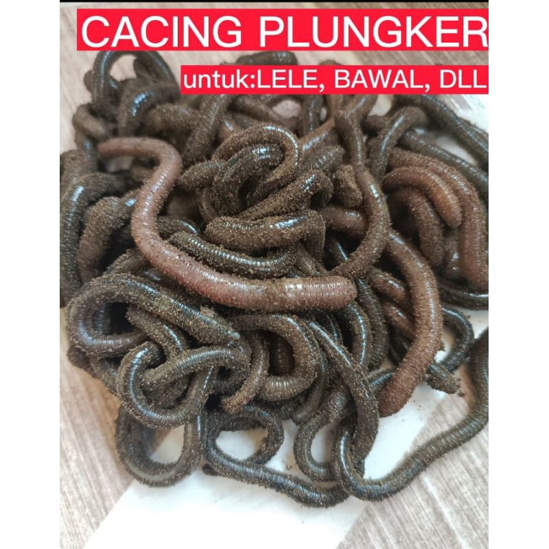 Jual CACING UMPAN HIDUP CACING PLUNGKER/CACING PER | Shopee Indonesia