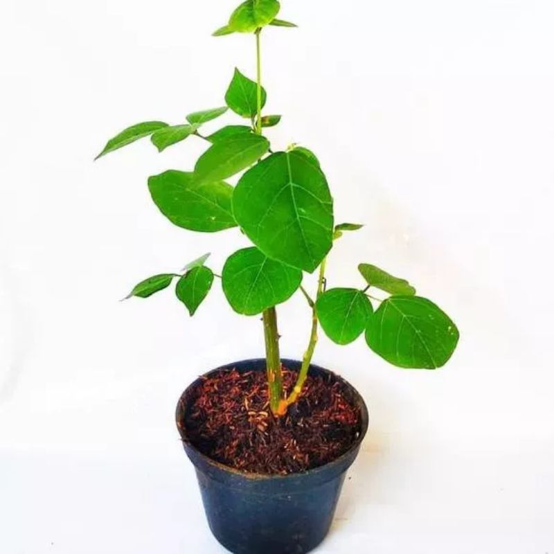 Jual Bibit Stek Daun Dadap Serep obat herbal | Shopee Indonesia