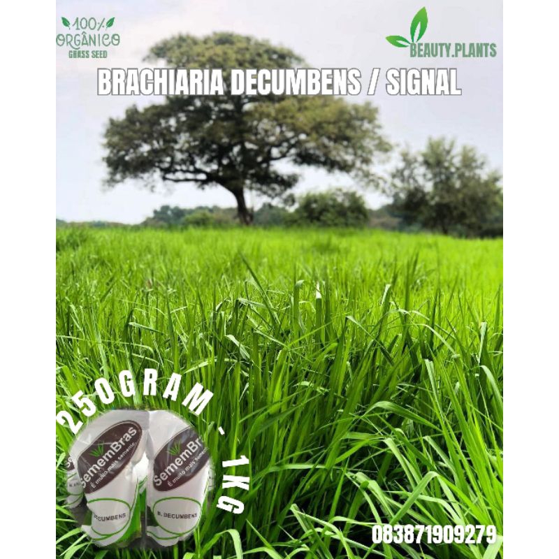 Jual SIGNAL GRASS - RUMPUT SIGNAL GRASS - Biji benih rumput signal ...