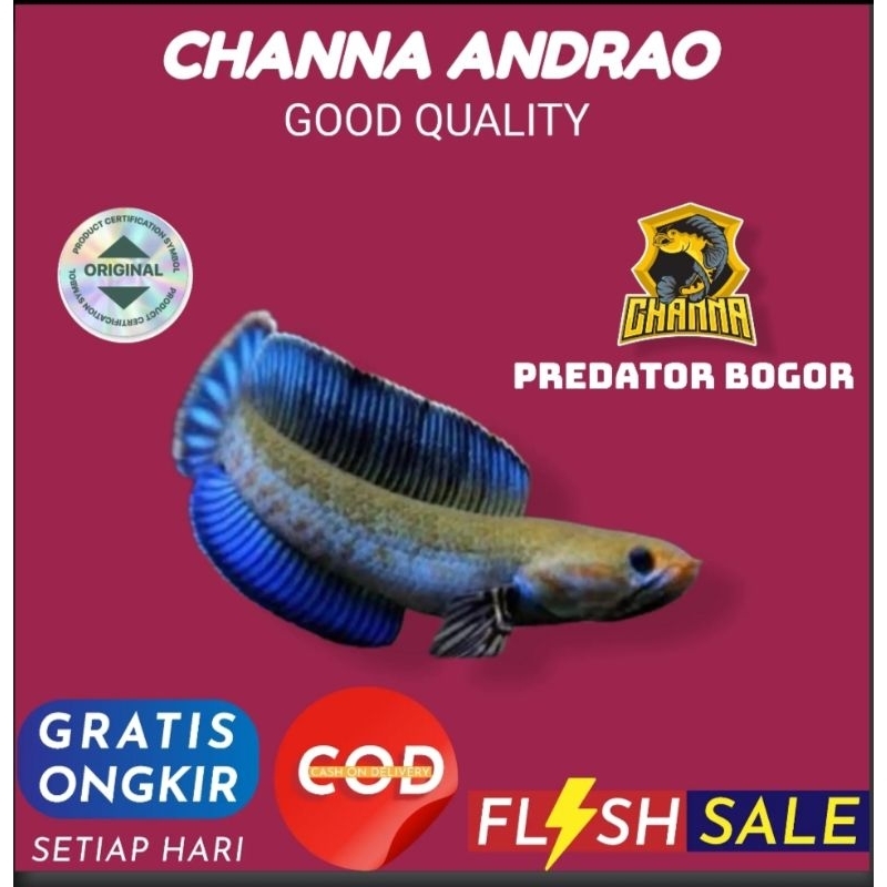 Jual chana andrao 10-12cm single tank grade A hiasan aquarium | Shopee ...