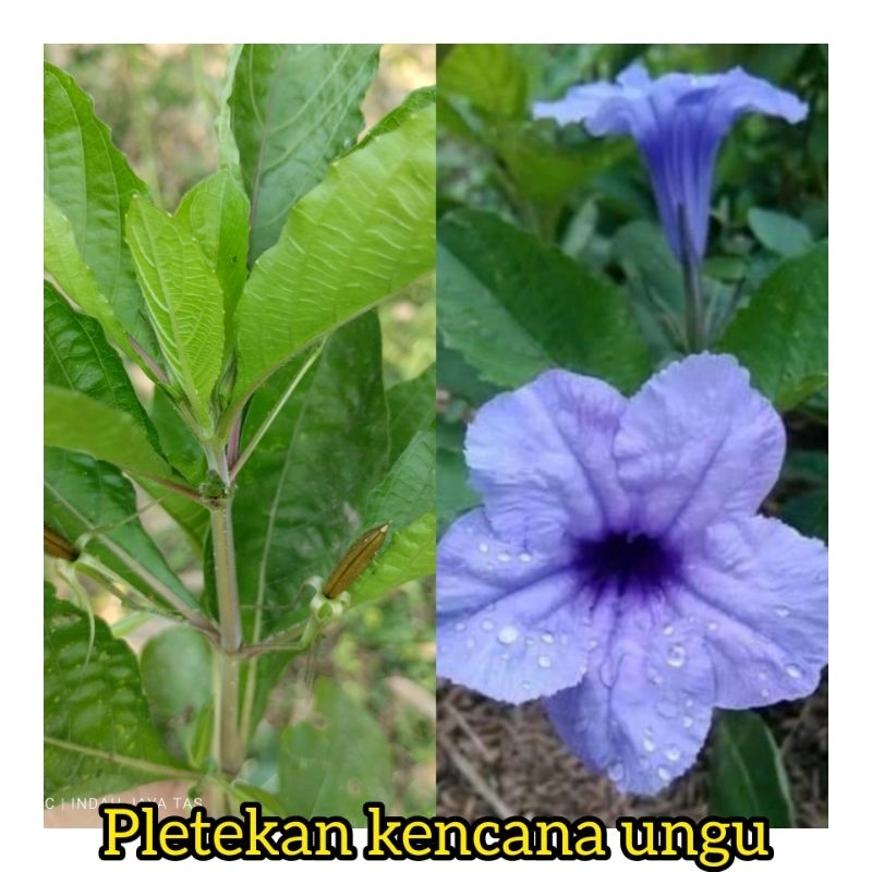 Jual Tanaman herbal pletekan kencana ungunya 1 batang/penyembuh ...