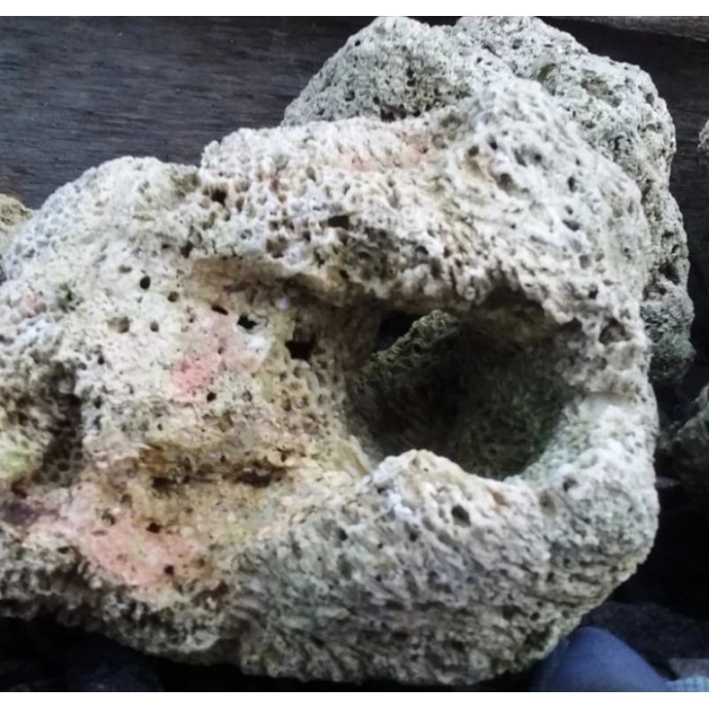 Jual Batu karang besar batu karang laut asli dengan lubang besar ...