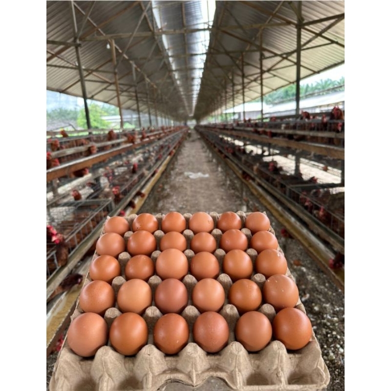 Jual TELUR AYAM FRESH PREMIUAM BESAR Mix Grade A 2,0 kg 2,1 kg (30 ...