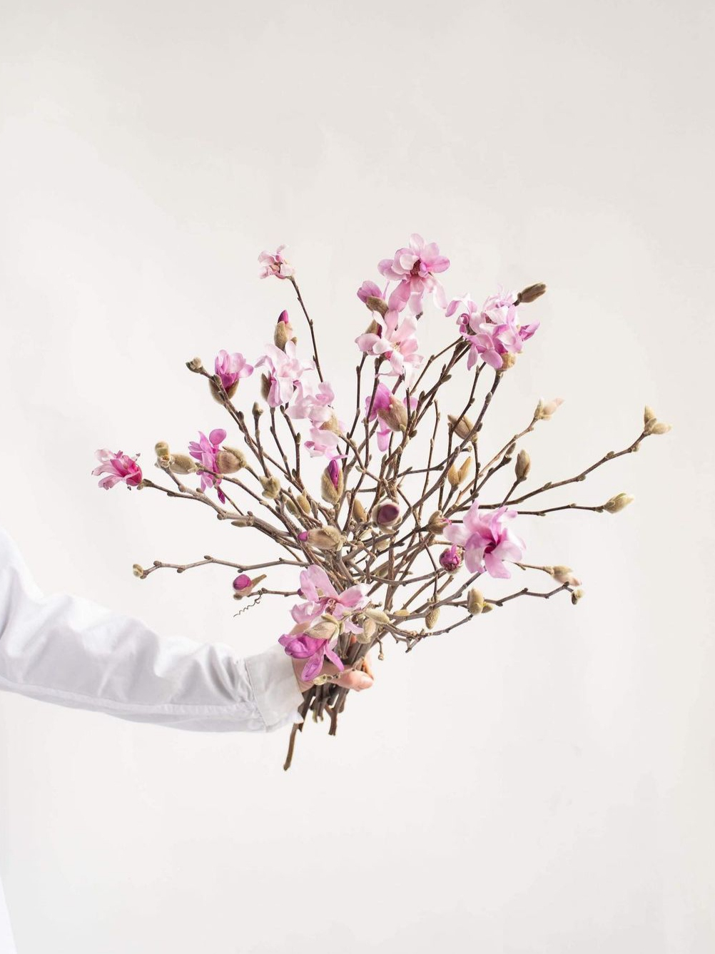 Jual 15 Benih Biji Bunga Magnolia Import Leonard | Shopee Indonesia